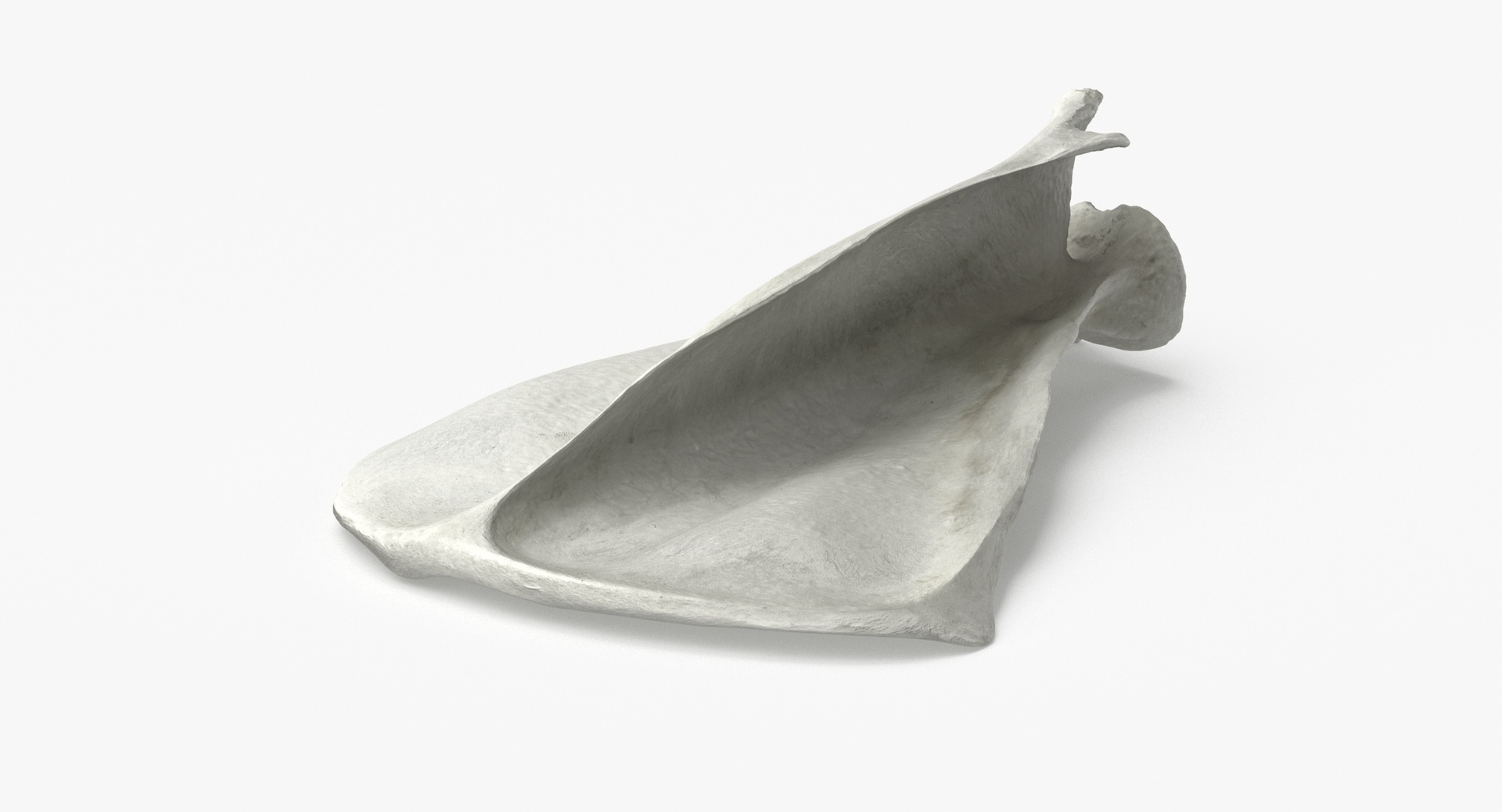 3D Domestic Cat Scapula Bone - TurboSquid 1872993