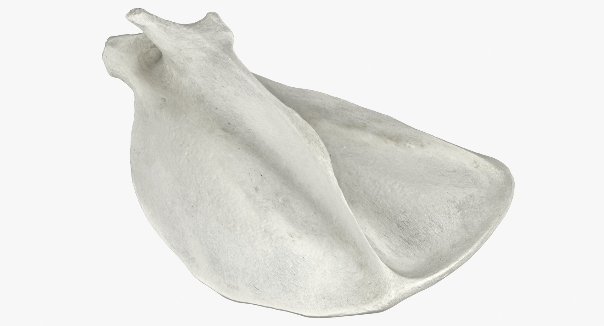 3D Domestic Cat Scapula Bone - TurboSquid 1872993