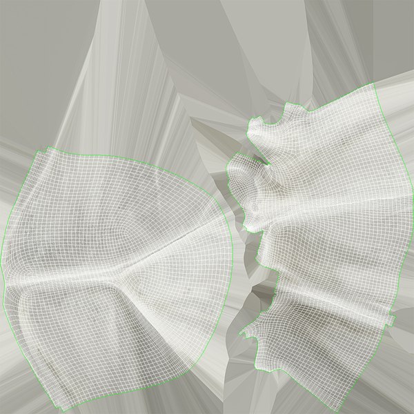 3D Domestic Cat Scapula Bone - TurboSquid 1872993