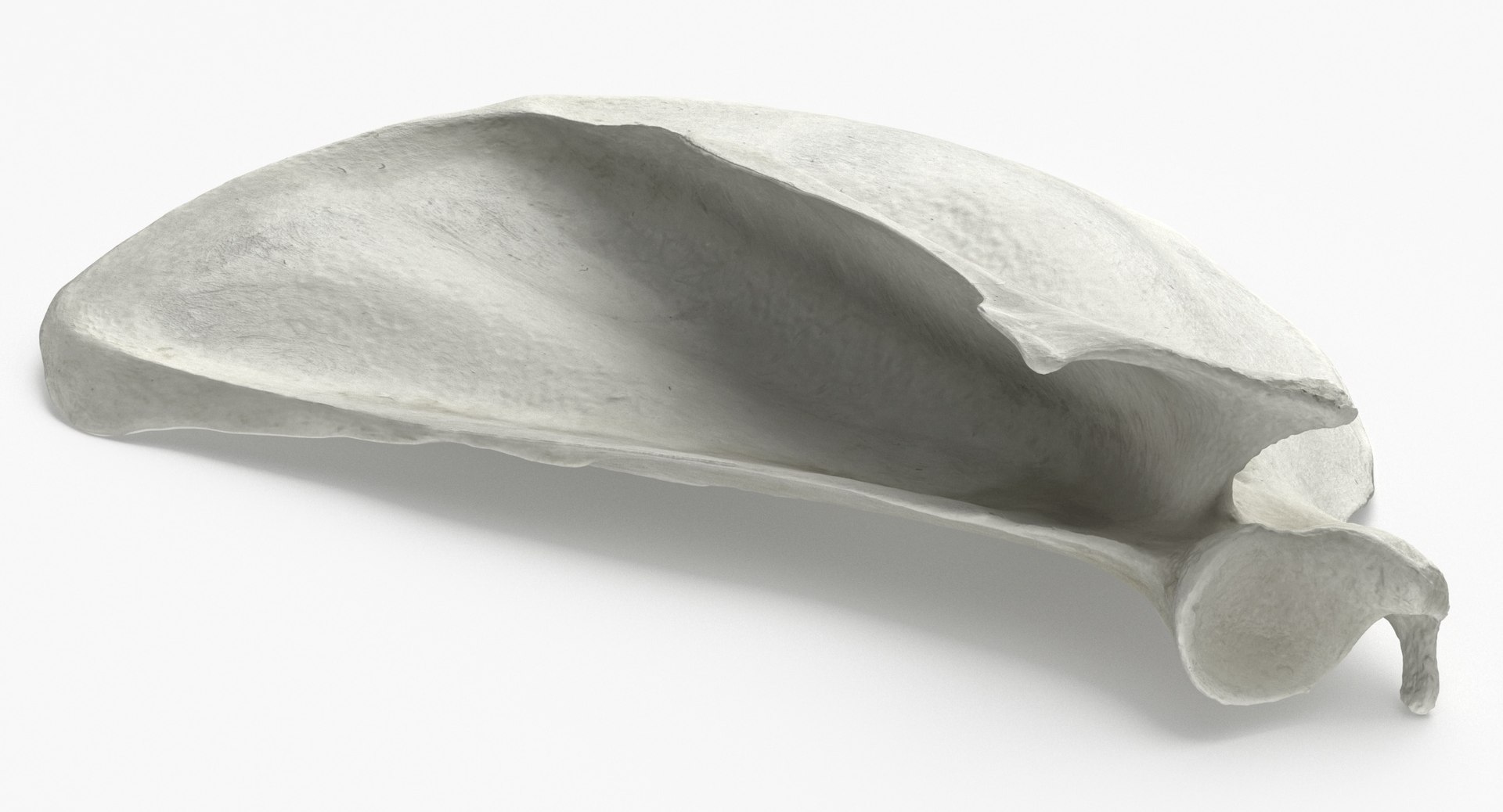 3D Domestic Cat Scapula Bone - TurboSquid 1872993