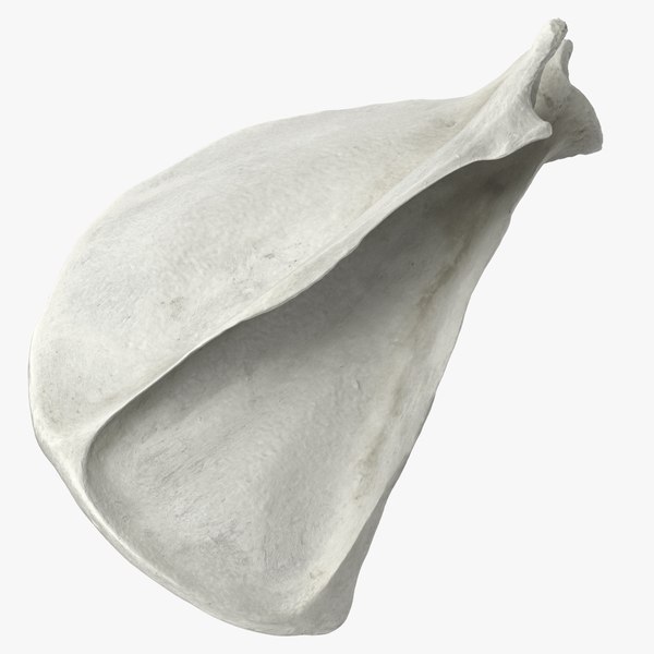 3D Domestic Cat Scapula Bone - TurboSquid 1872993