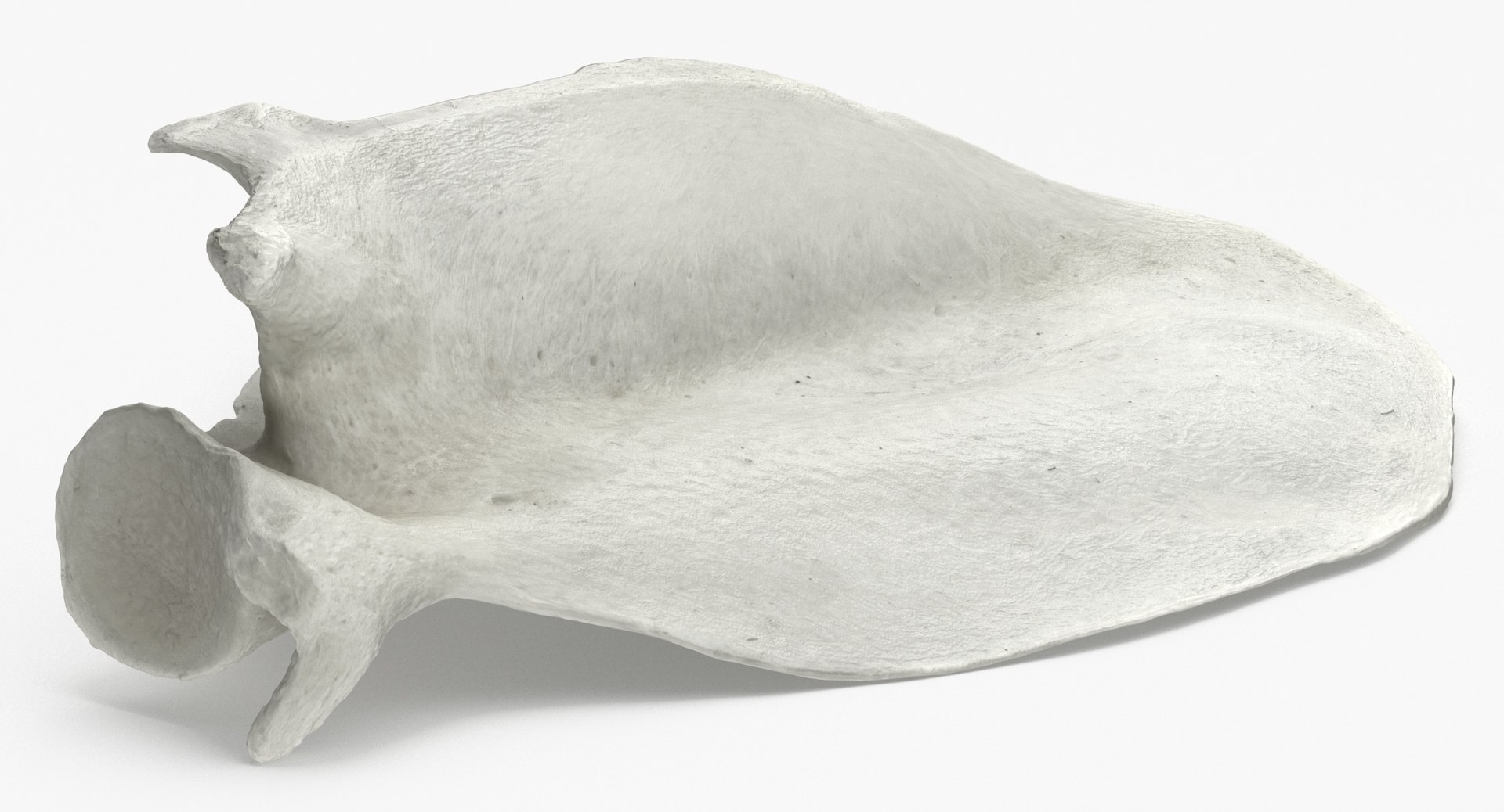 3D Domestic Cat Scapula Bone - TurboSquid 1872993
