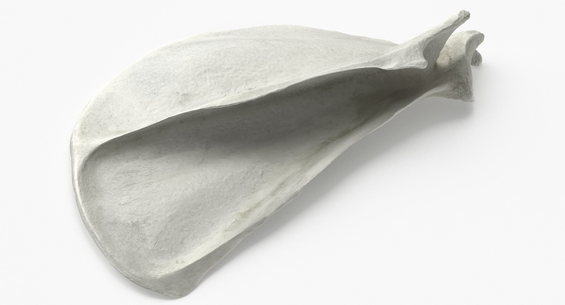 3D Domestic Cat Scapula Bone - TurboSquid 1872993