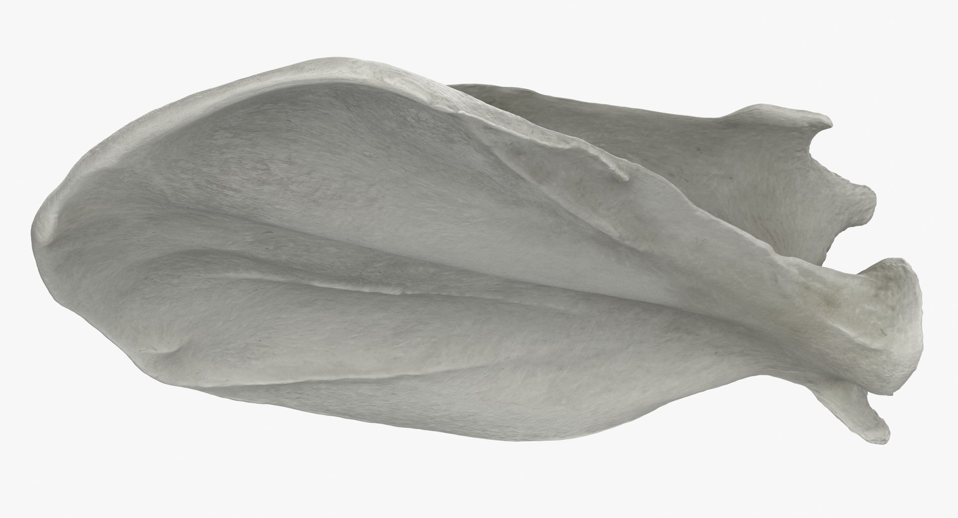 3D Domestic Cat Scapula Bone - TurboSquid 1872993