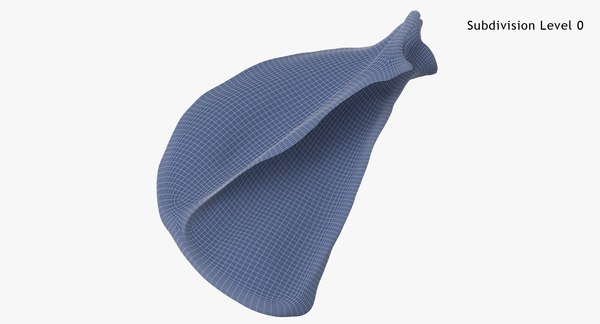 3D Domestic Cat Scapula Bone - TurboSquid 1872993