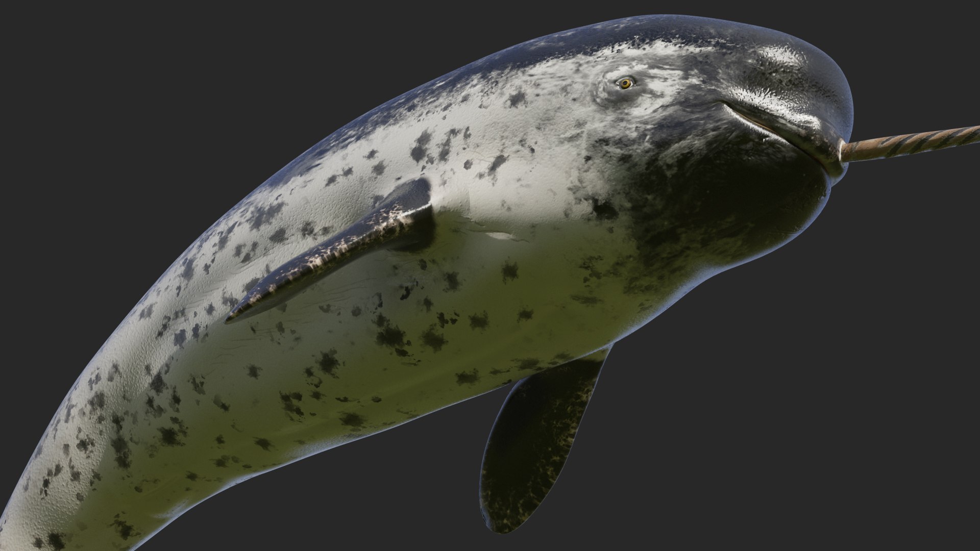 3D toothed whale narwhal rigged animal model - TurboSquid 1493037