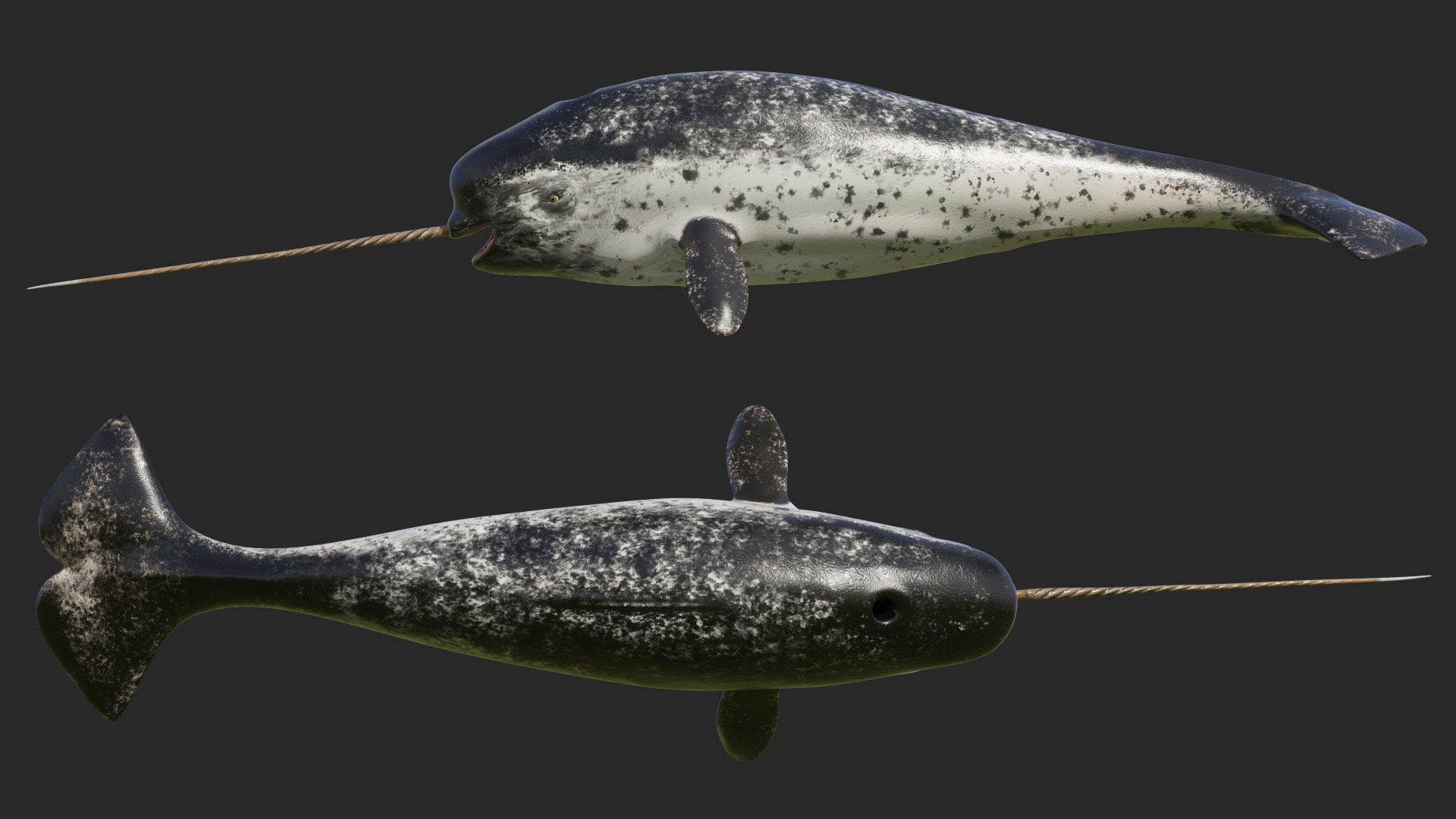 3D toothed whale narwhal rigged animal model - TurboSquid 1493037