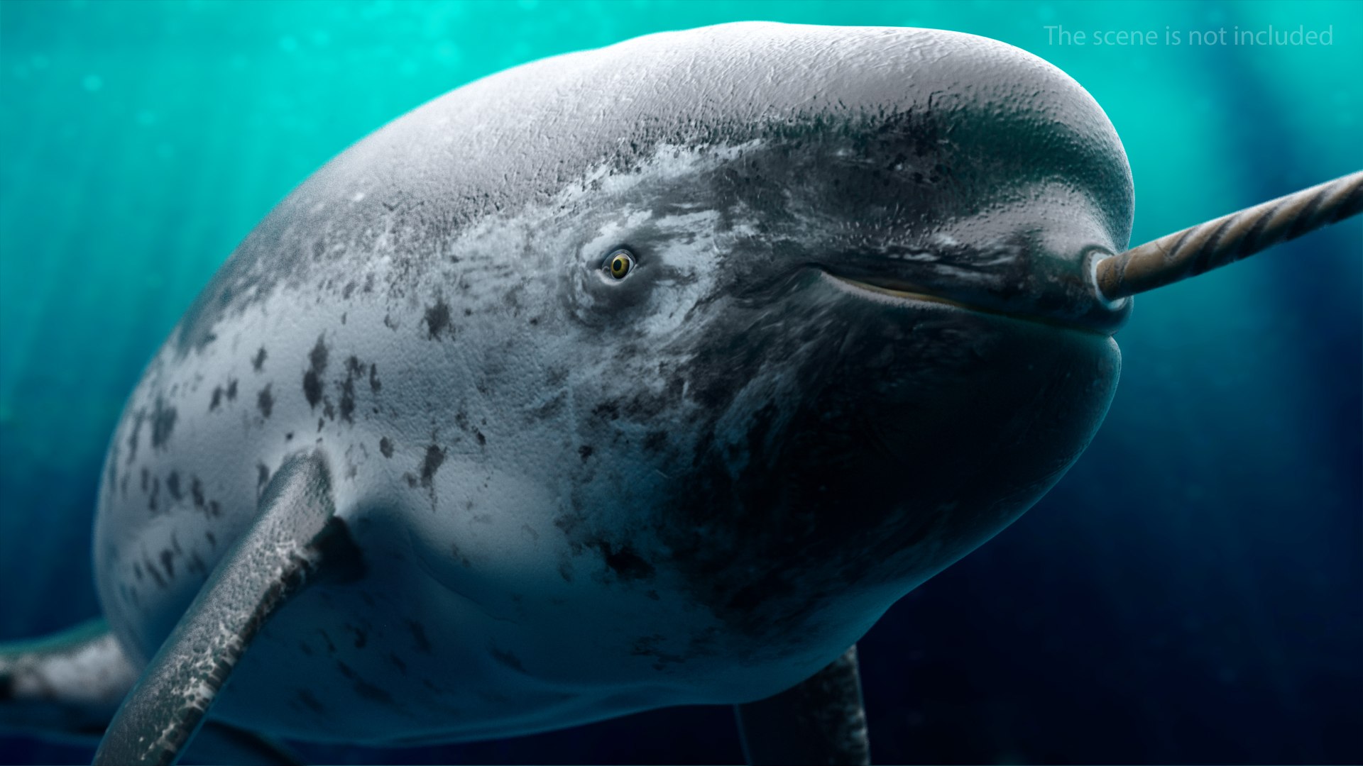 3D toothed whale narwhal rigged animal model - TurboSquid 1493037