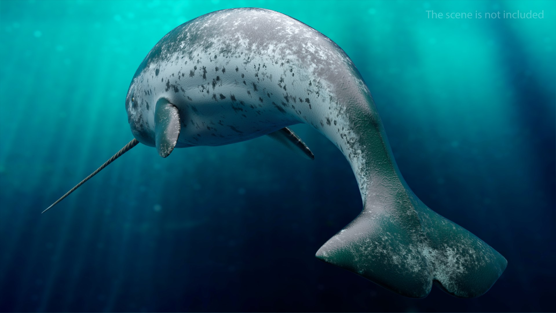 3D toothed whale narwhal rigged animal model - TurboSquid 1493037