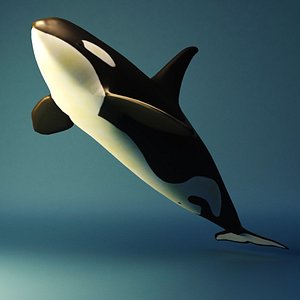 Whale 3D Models for Download | TurboSquid
