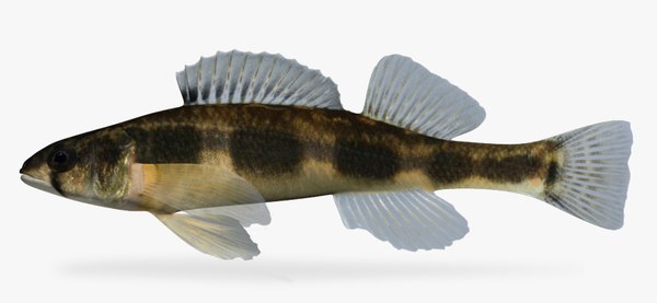 Darter 3D Models for Download | TurboSquid