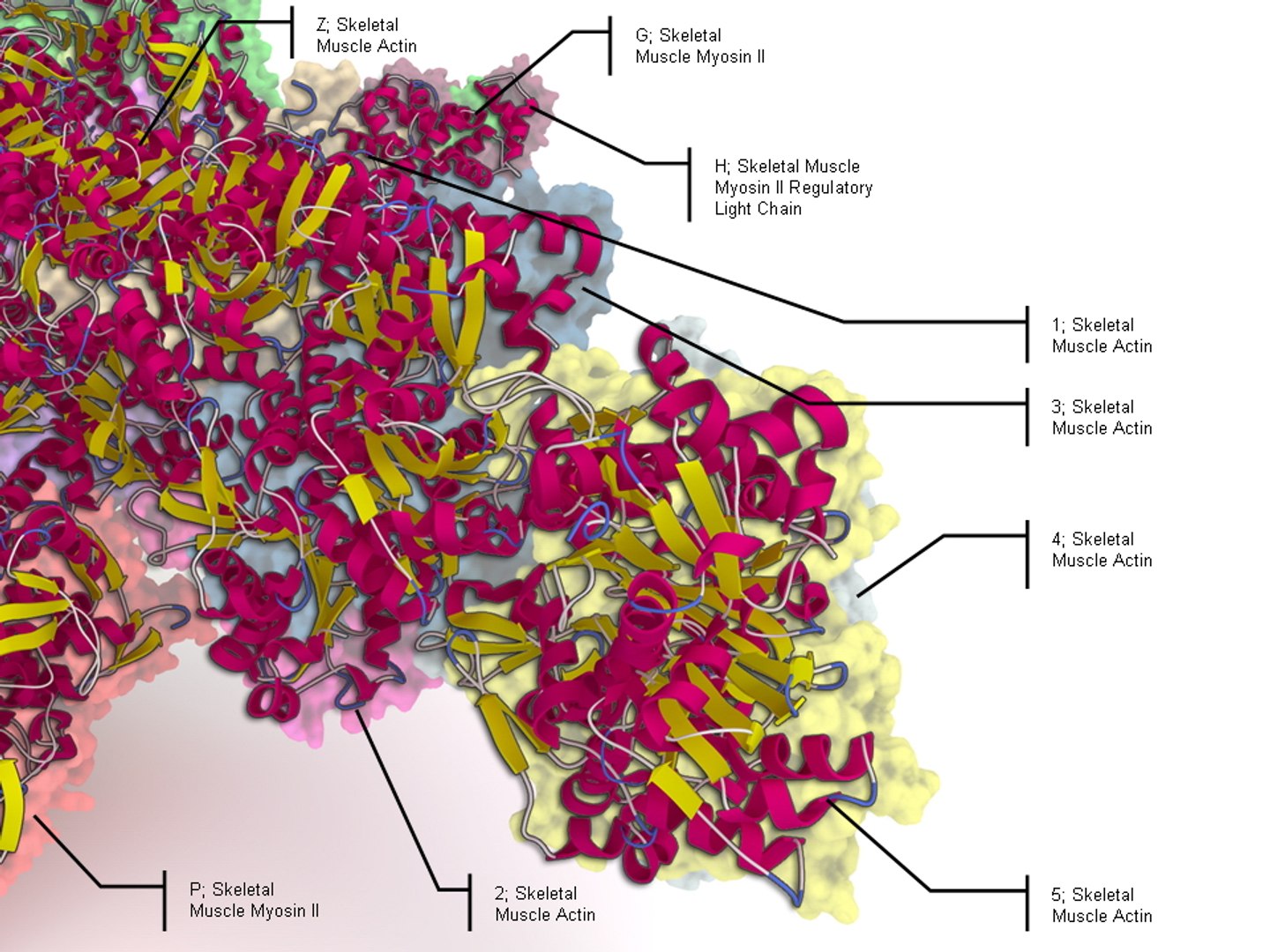 3d Structure Muscle Protein Model
