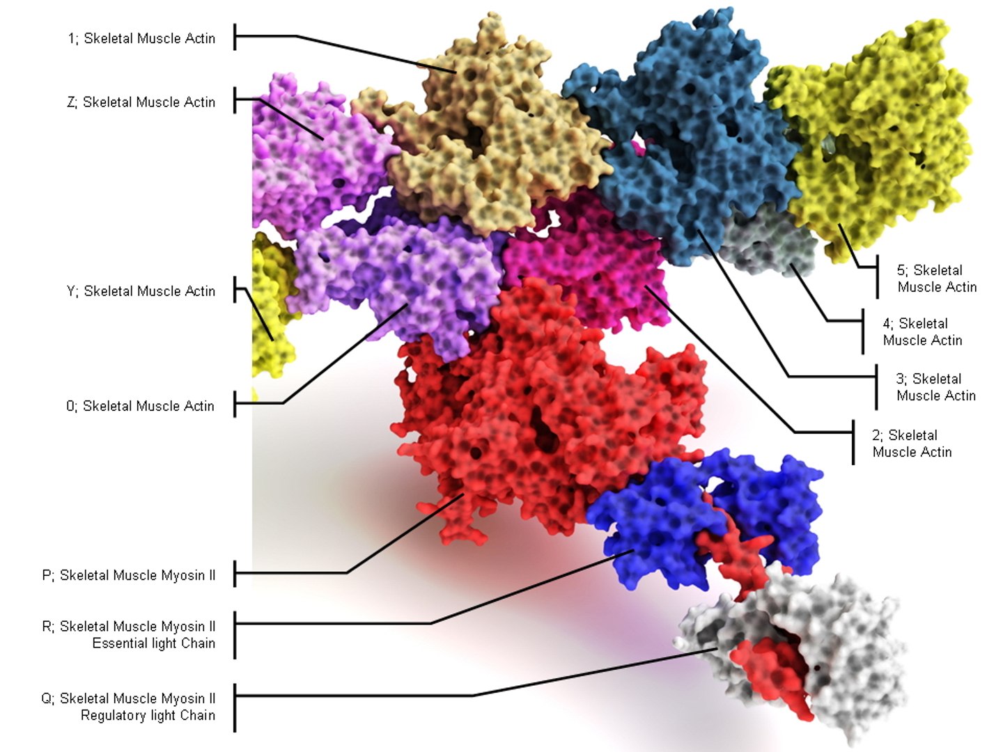 3d Structure Muscle Protein Model