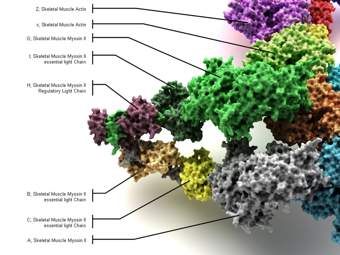 3d Structure Muscle Protein Model