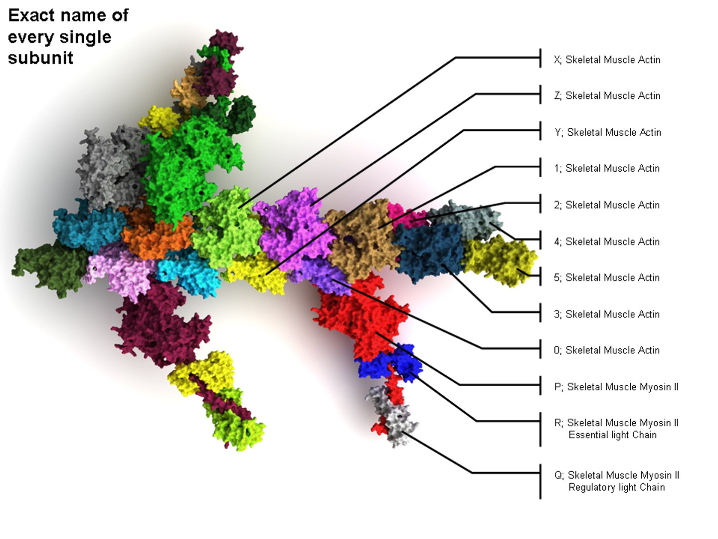 3d Structure Muscle Protein Model