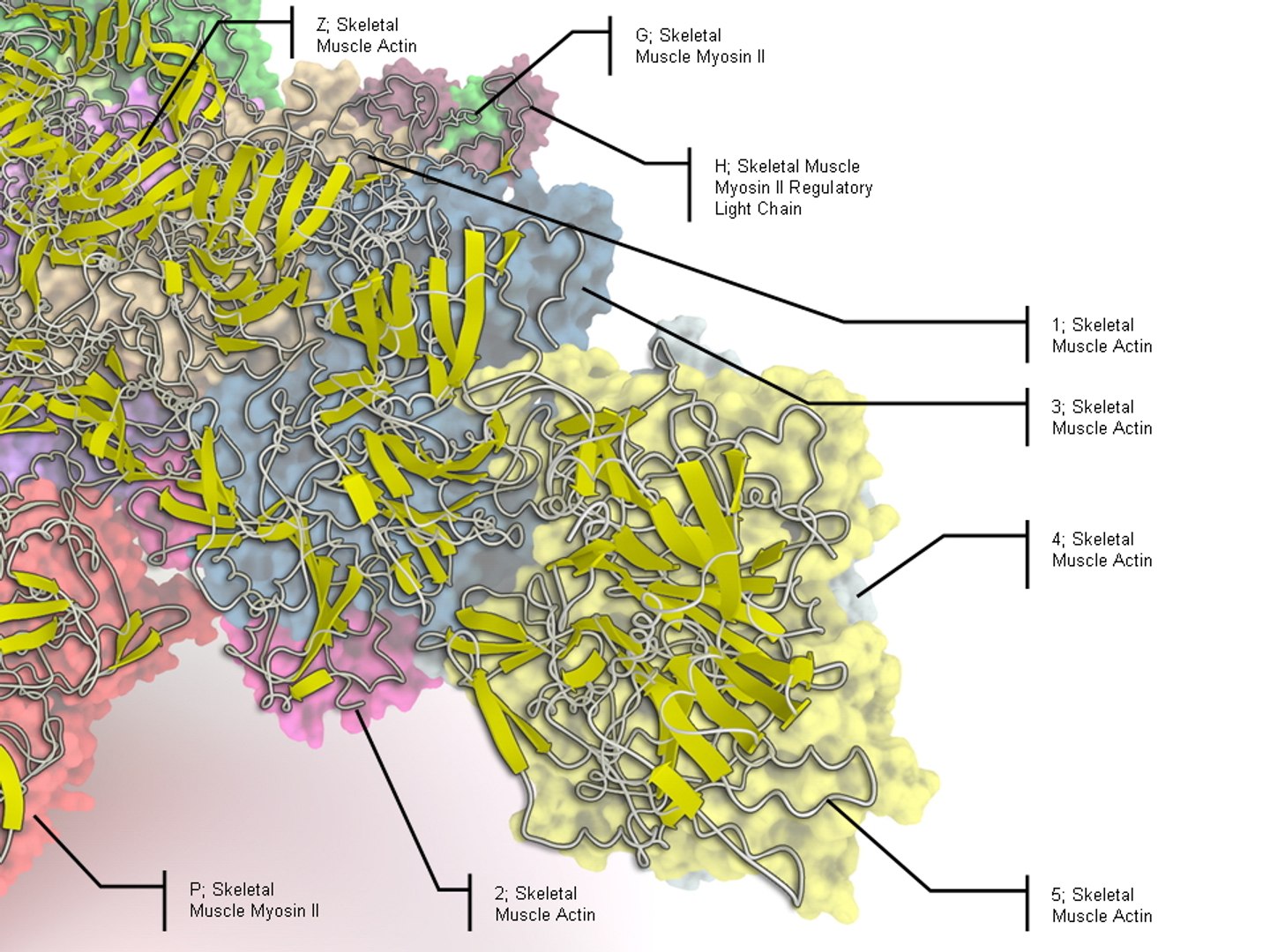 3d Structure Muscle Protein Model