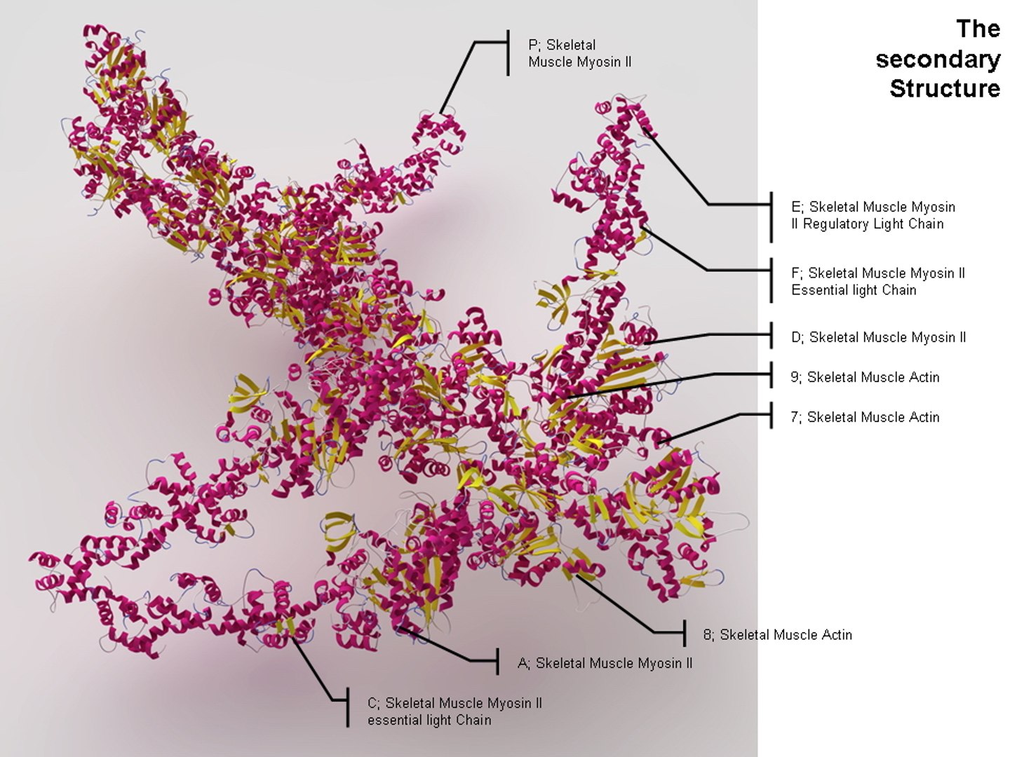 3d Structure Muscle Protein Model