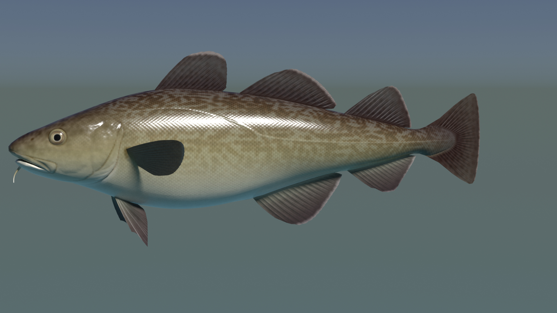 Pacific Cod 3d Model
