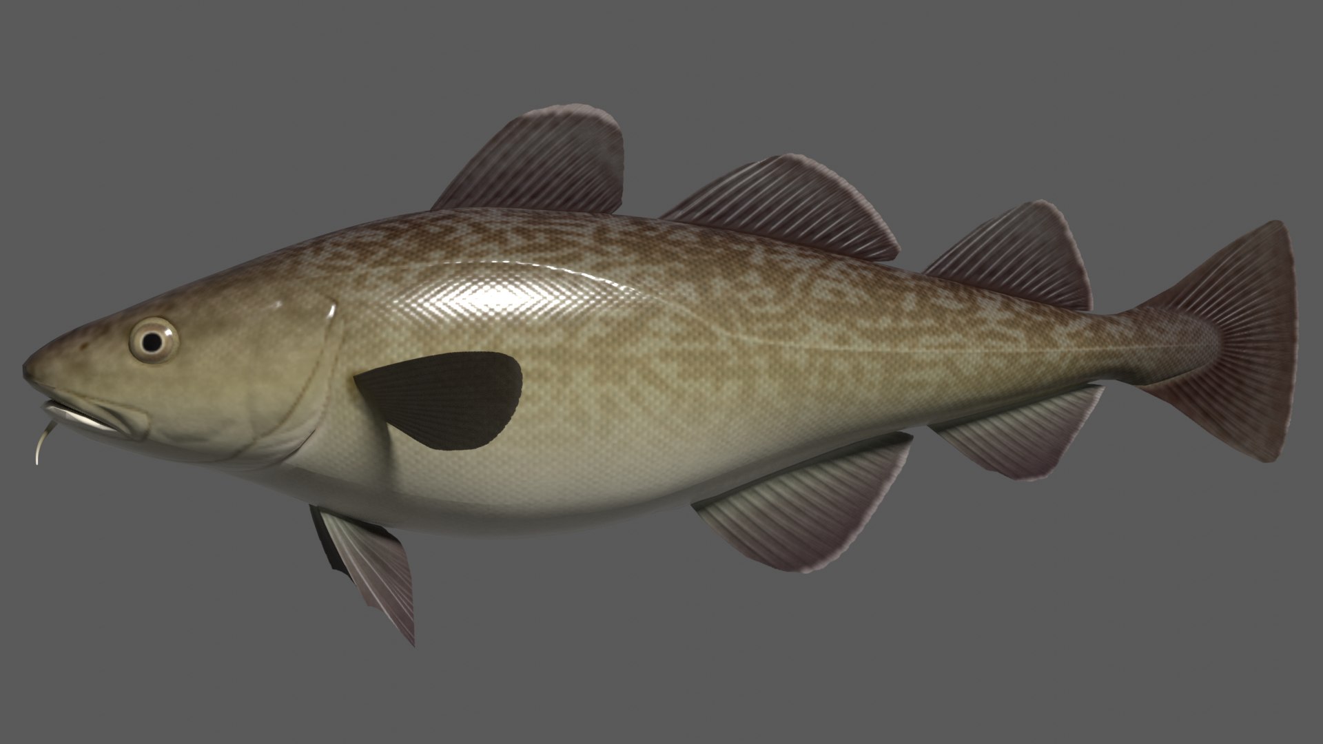 Pacific Cod 3d Model
