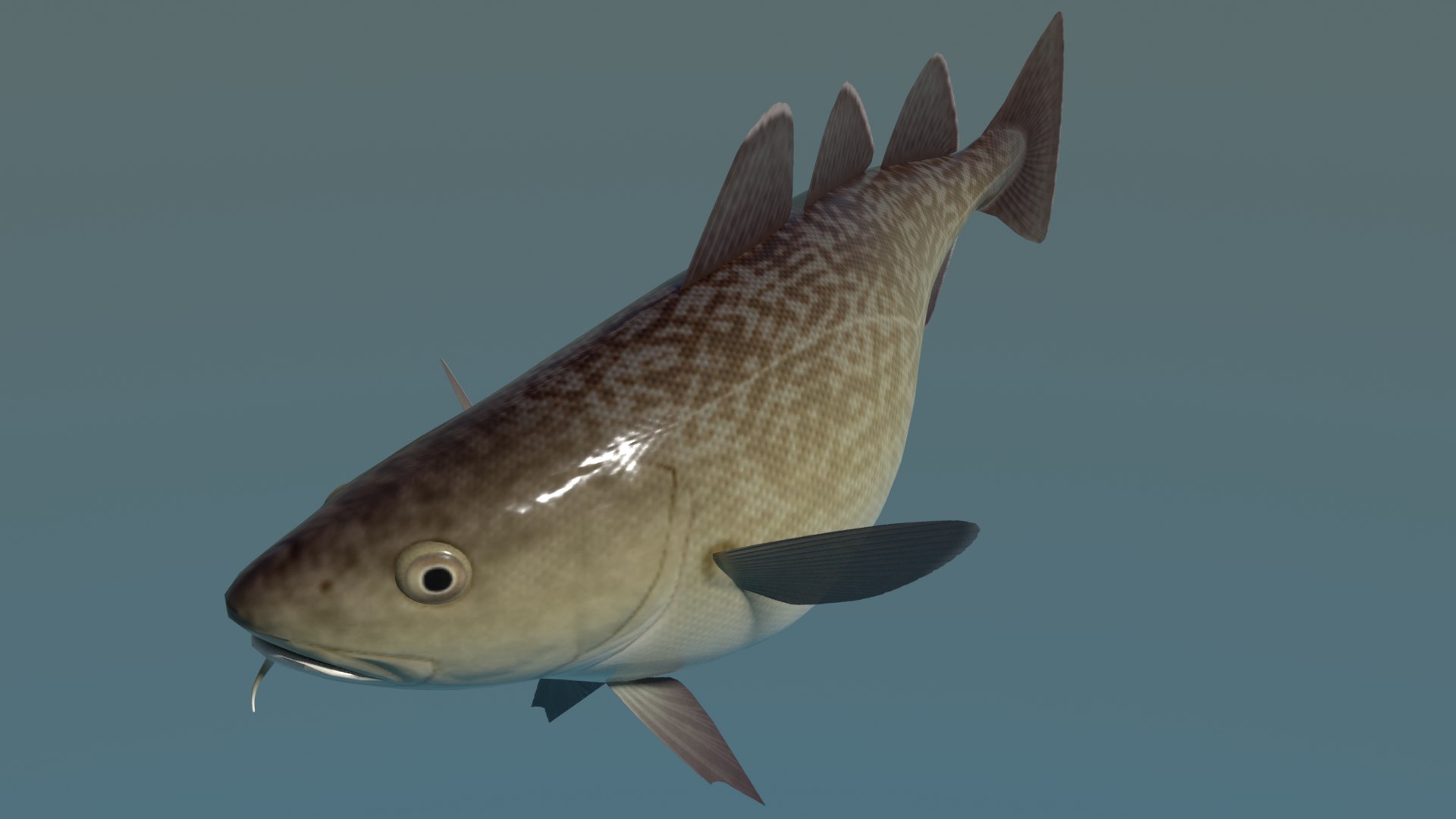 Pacific Cod 3d Model