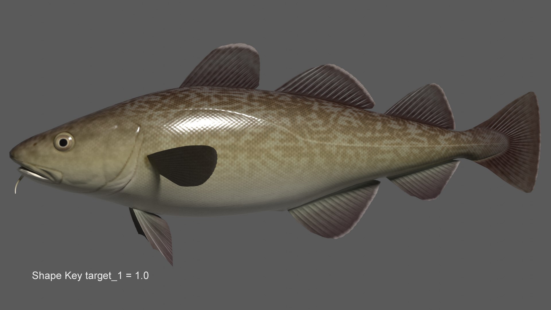 Pacific Cod 3d Model