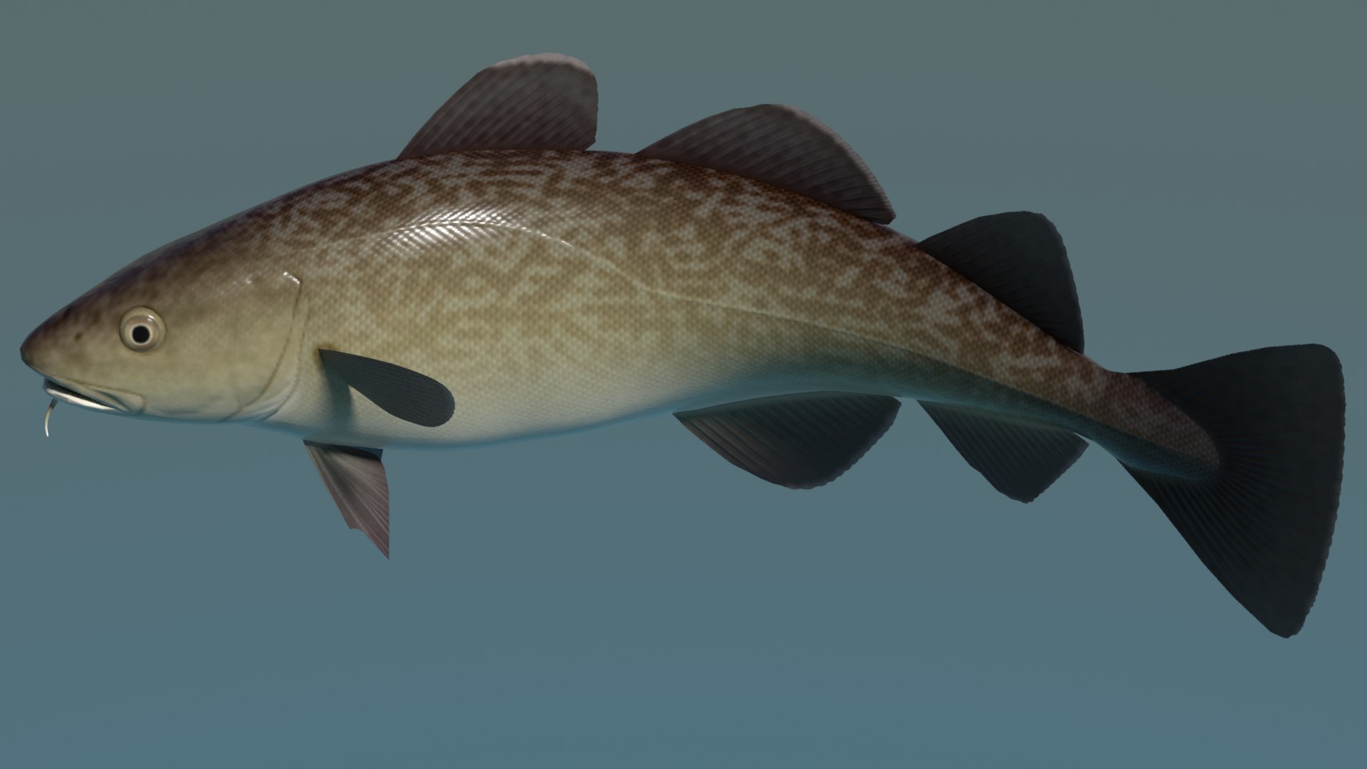 Pacific Cod 3d Model
