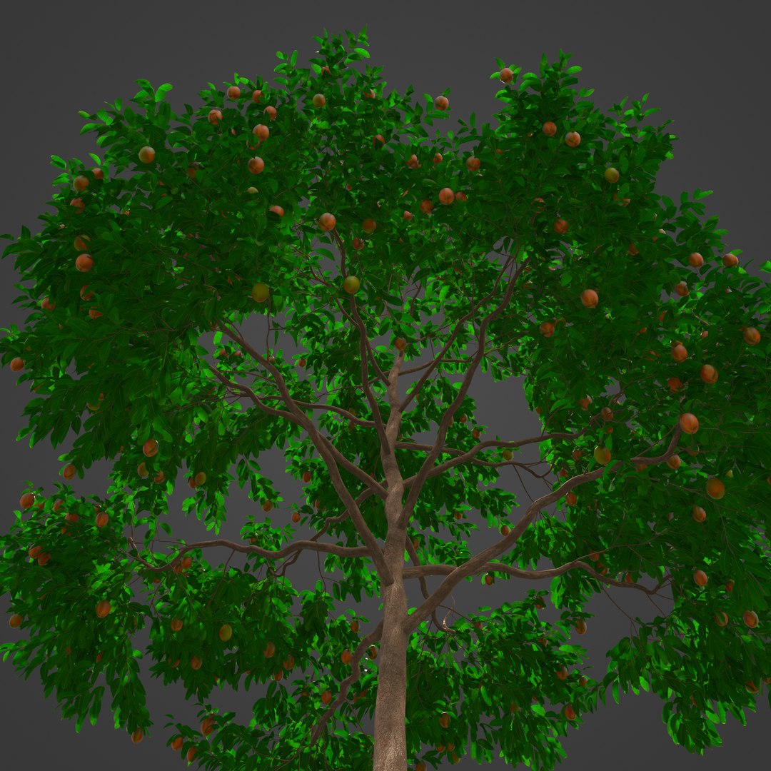 2021 PBR Mango Tree Collection - Mangifera Indica 3D Model - TurboSquid ...