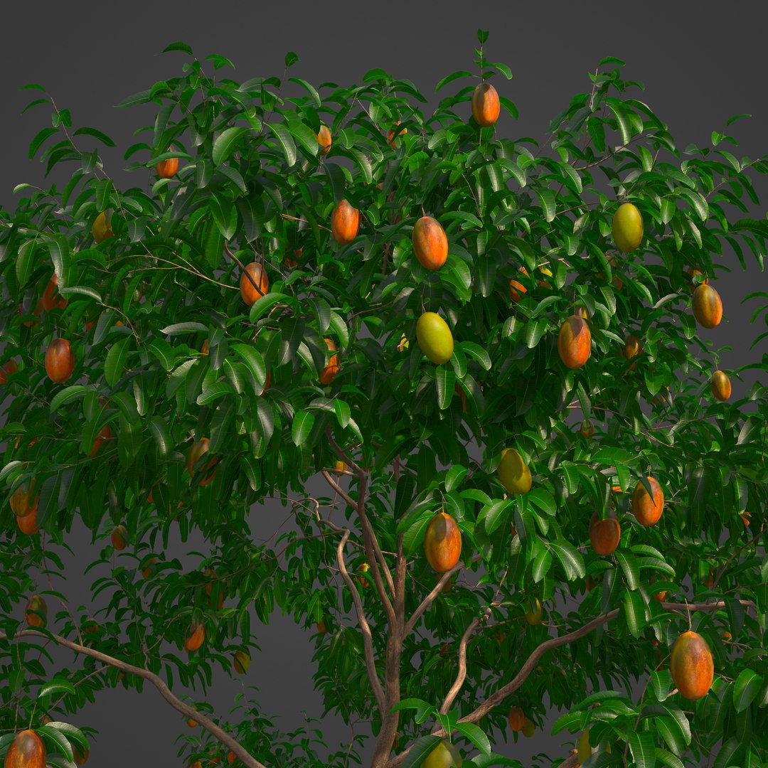 2021 PBR Mango Tree Collection - Mangifera Indica 3D Model - TurboSquid ...