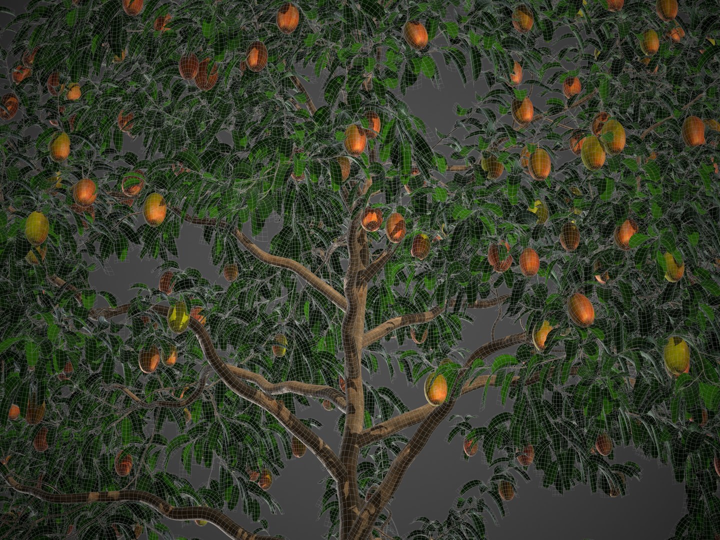 2021 PBR Mango Tree Collection - Mangifera Indica 3D Model - TurboSquid ...