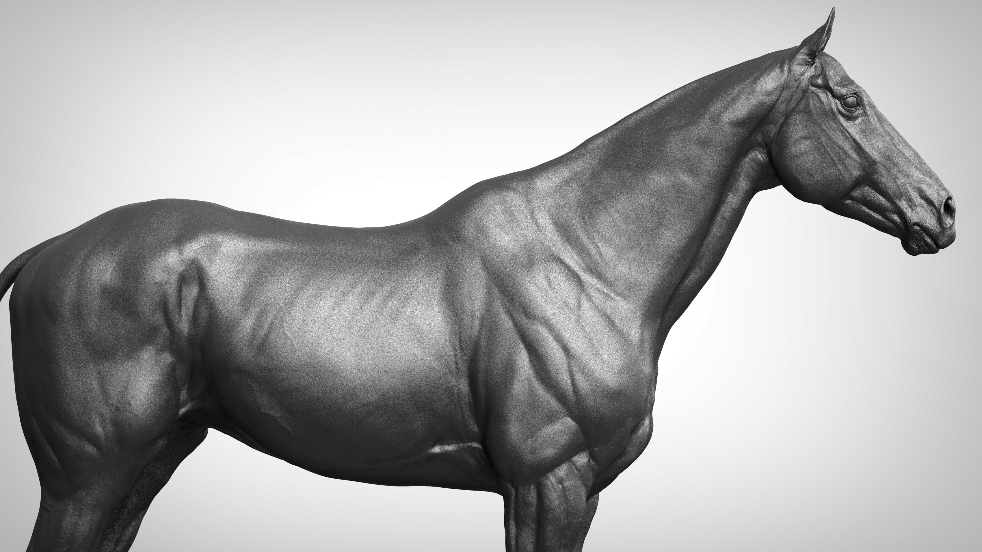 Horse anatomy eqine ecorche 3D model - TurboSquid 1601306