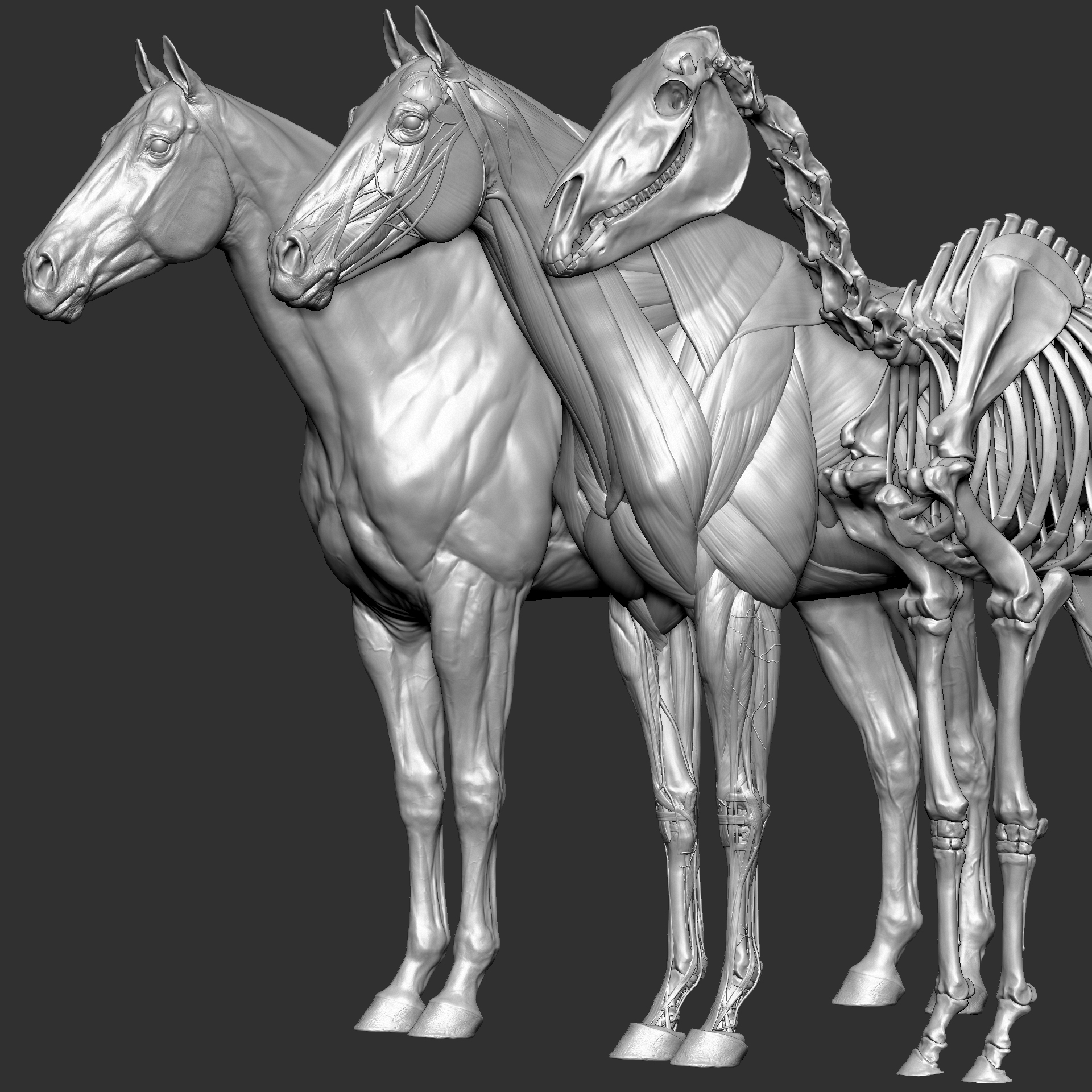 Horse anatomy eqine ecorche 3D model - TurboSquid 1601306