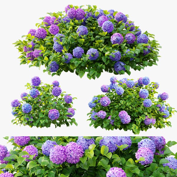 Hydrangea 3D model - TurboSquid 1959886