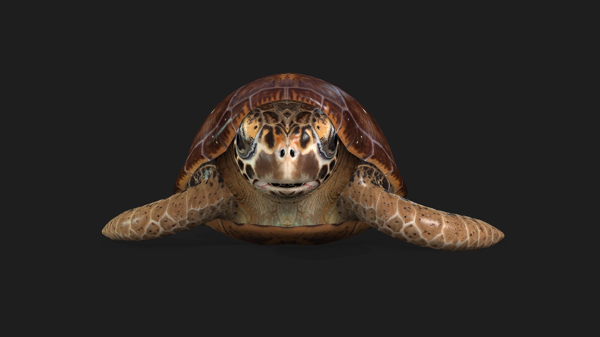 3D Turtle-A1 - TurboSquid 2448726