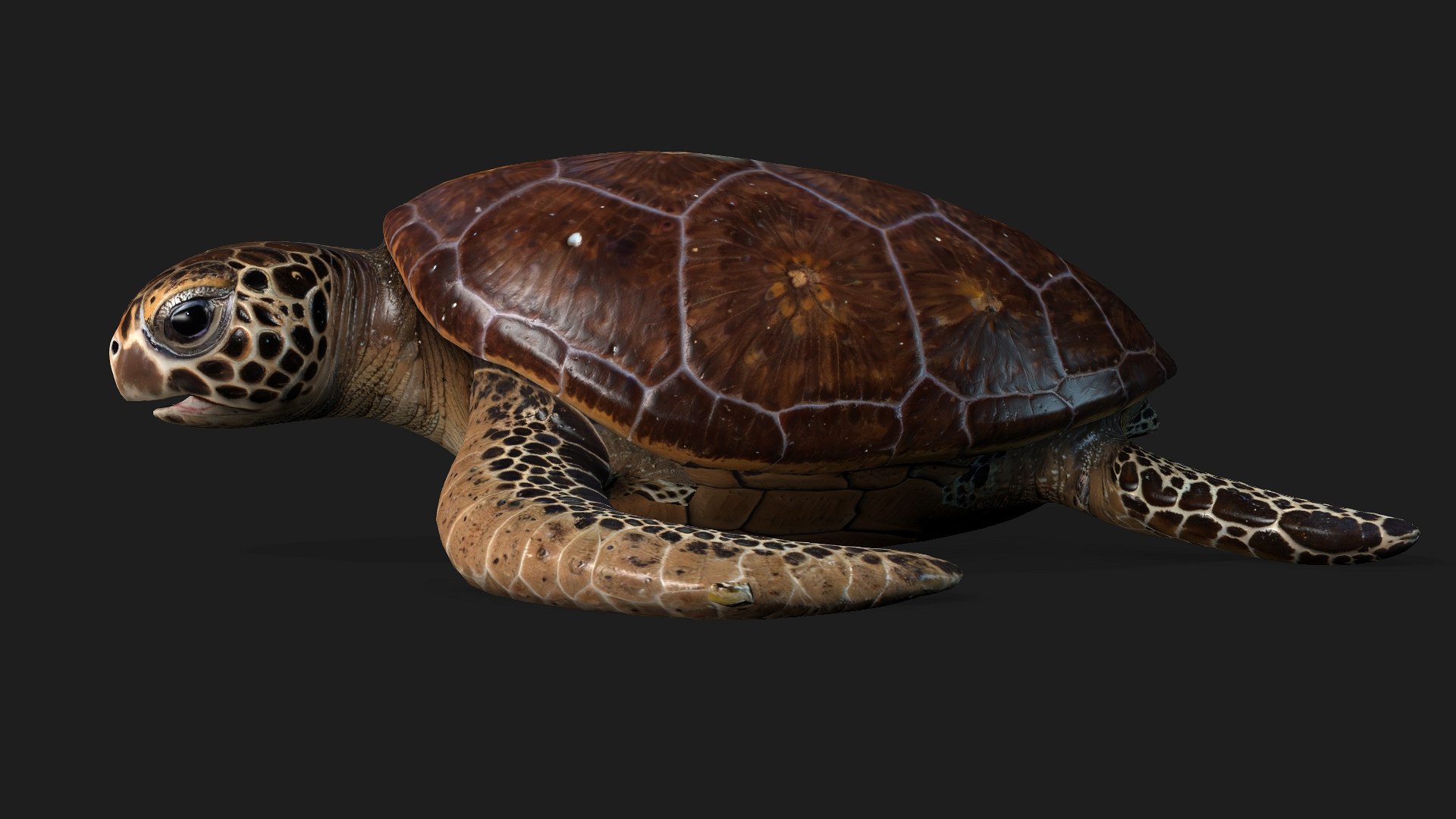3D Turtle-A1 - TurboSquid 2448726