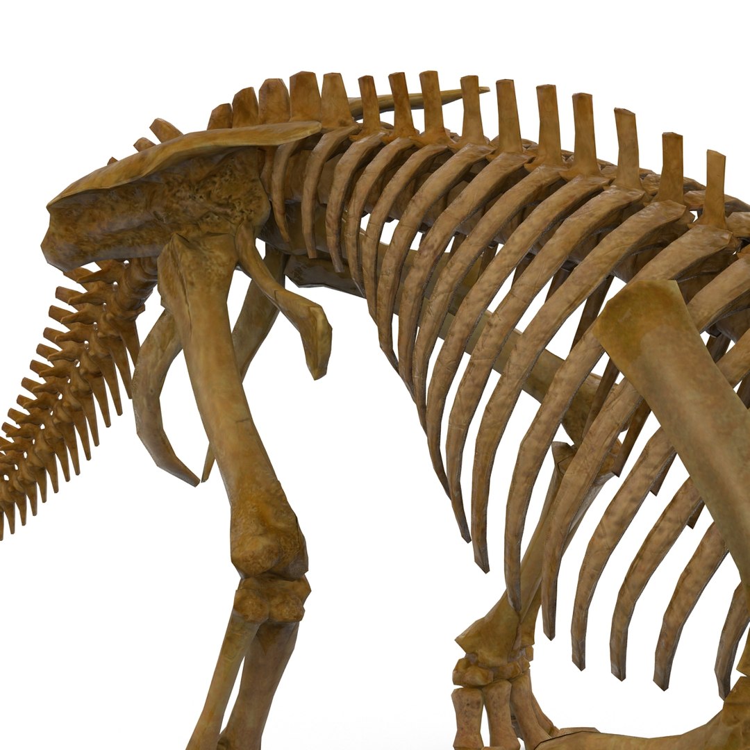 3d Model Triceratops Skeleton