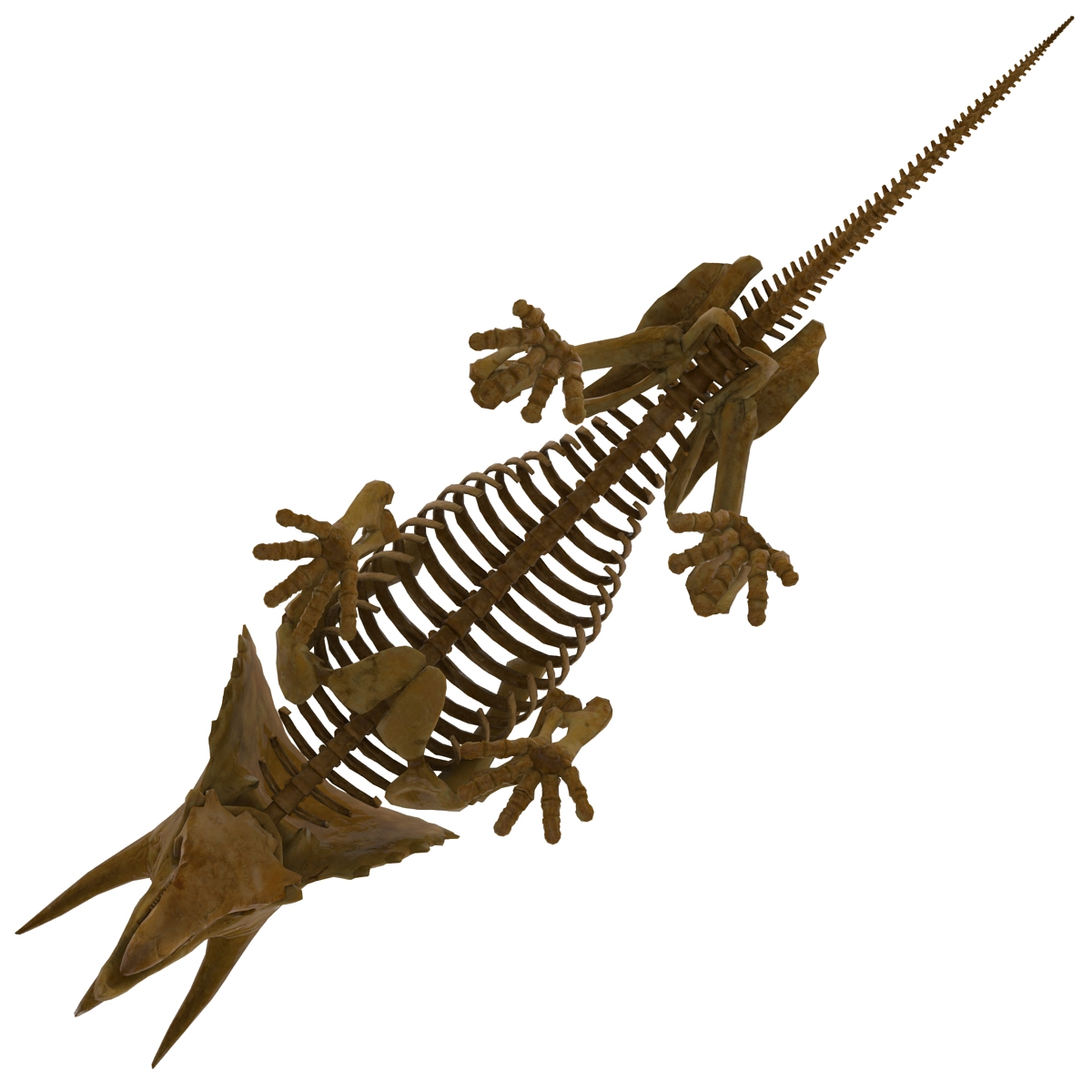 3d model triceratops skeleton