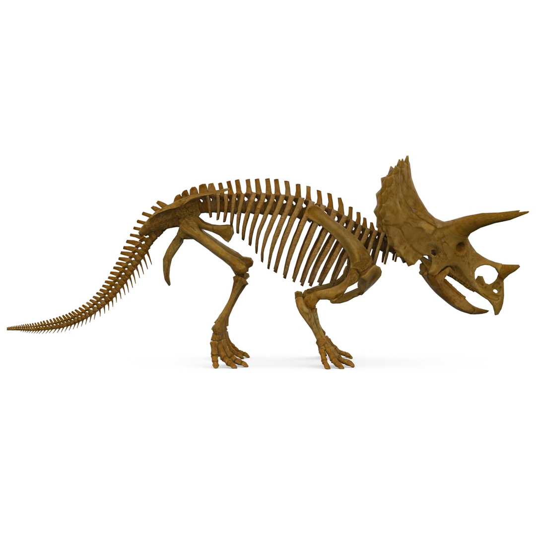 3d model triceratops skeleton