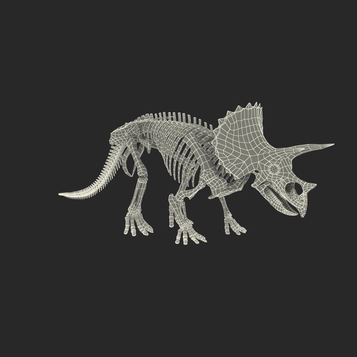 3d model triceratops skeleton
