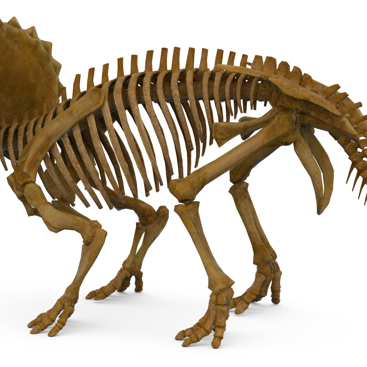 3d model triceratops skeleton
