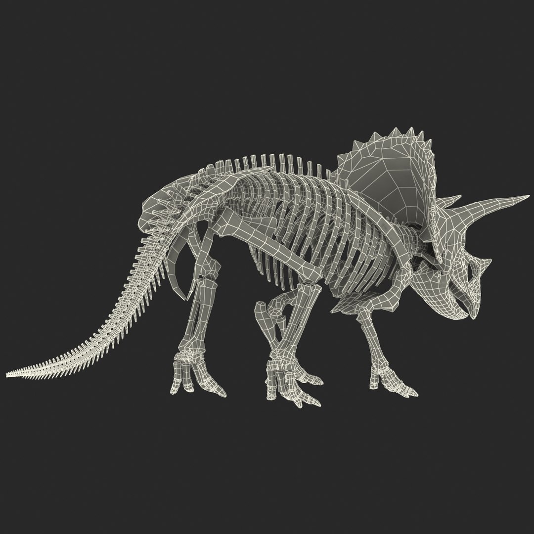 3d Model Triceratops Skeleton