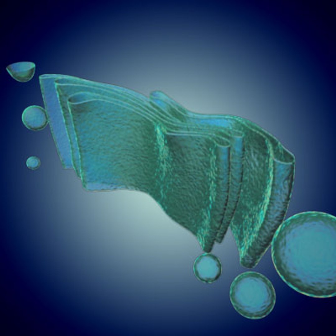 golgi apparatus cellular 3d model