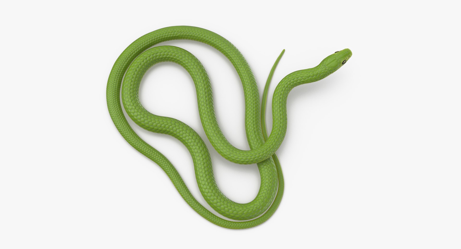 3d Model Green Snake 03