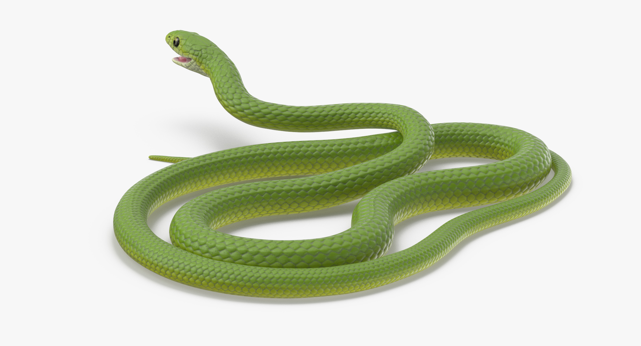3d model green snake 03