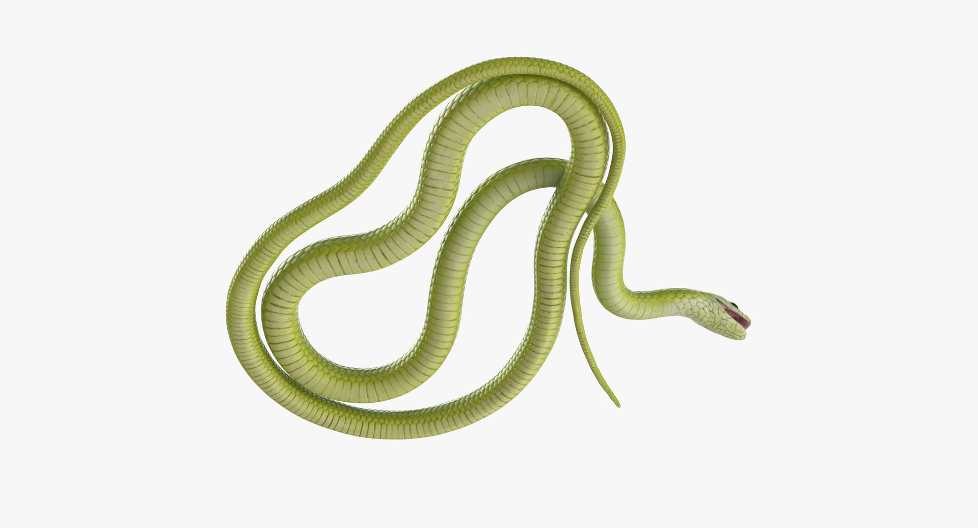3d Model Green Snake 03