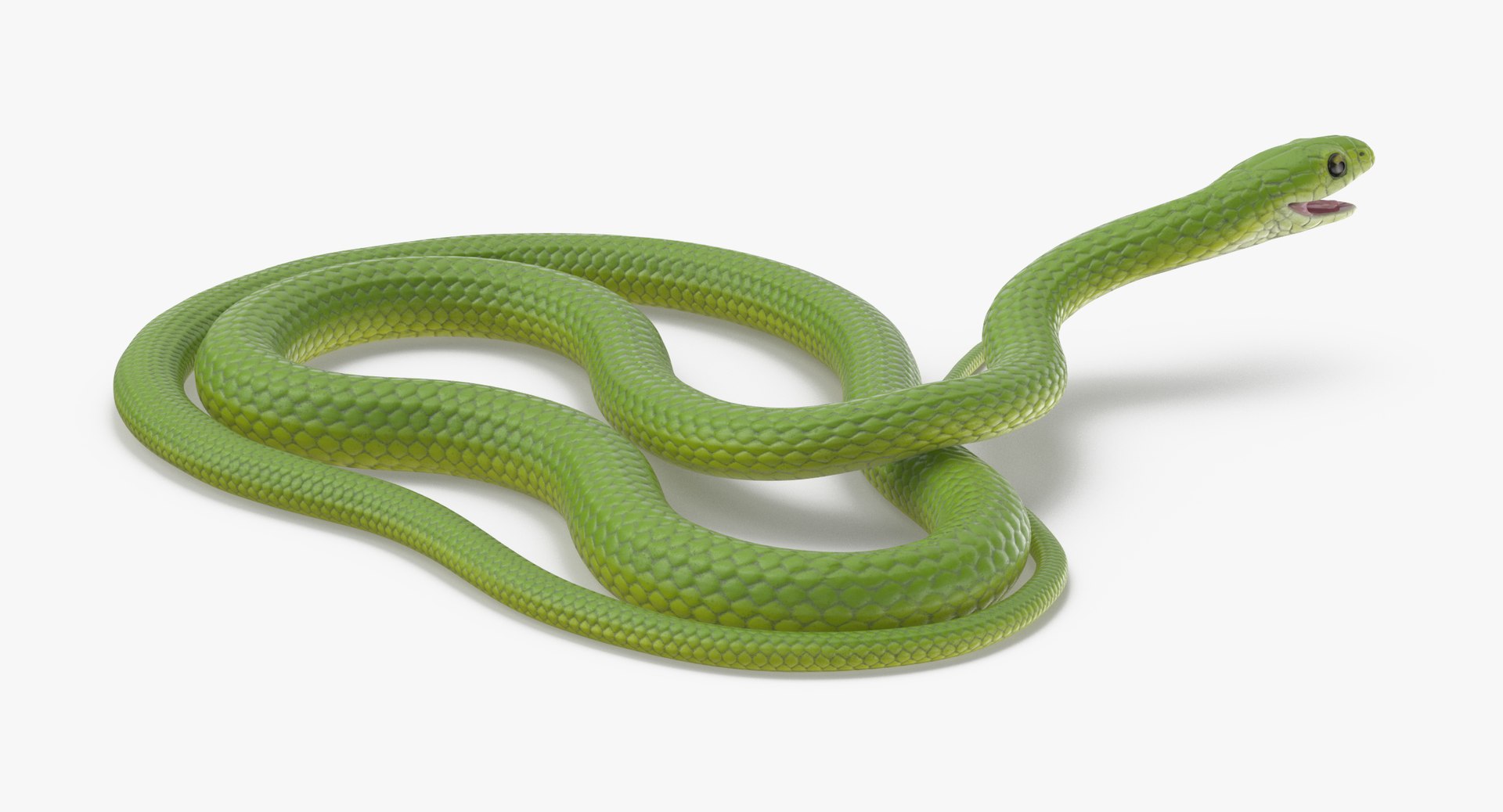 3d Model Green Snake 03