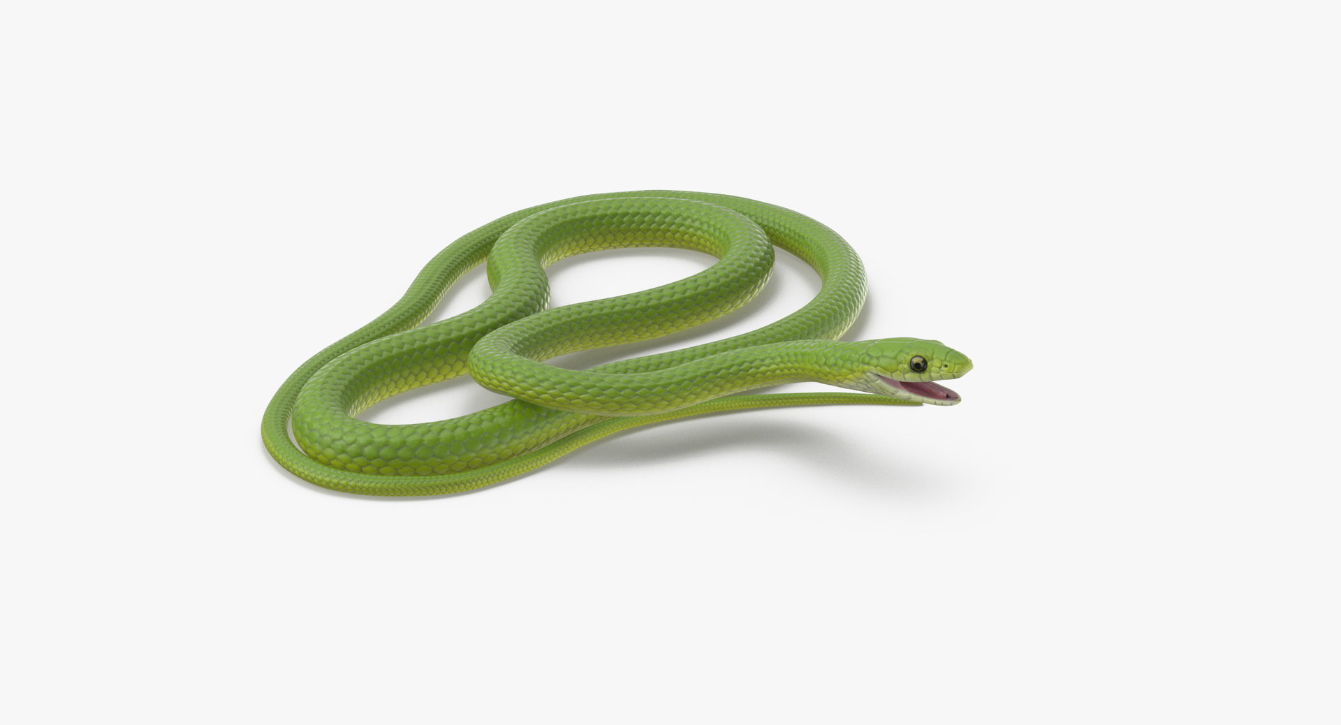 3d Model Green Snake 03