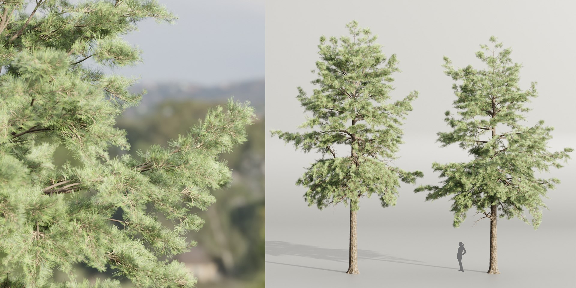 3D Model Conifer Trees Collection Vol 130-Blender - TurboSquid 2144785
