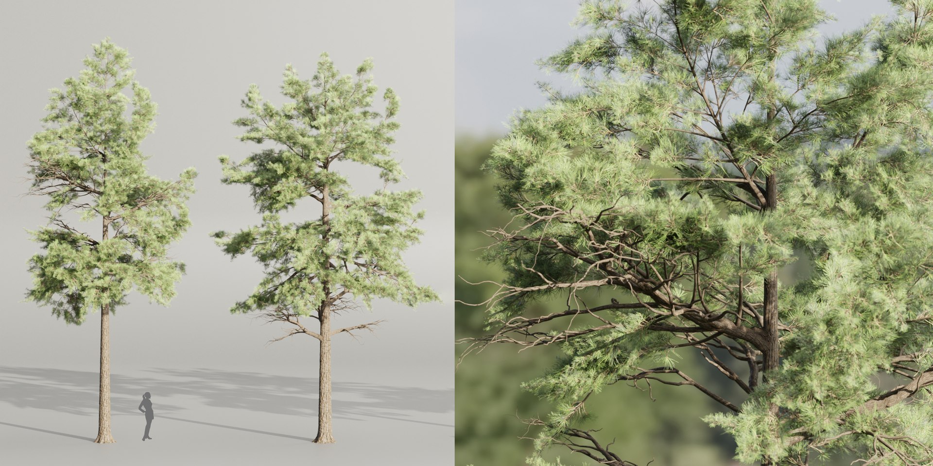 3D Model Conifer Trees Collection Vol 130-Blender - TurboSquid 2144785