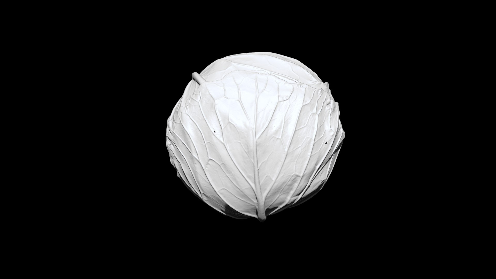 Cabbage 3D CT Scan Model 3D Model - TurboSquid 1908451