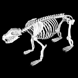 Animal Skull STL Models for Download | TurboSquid